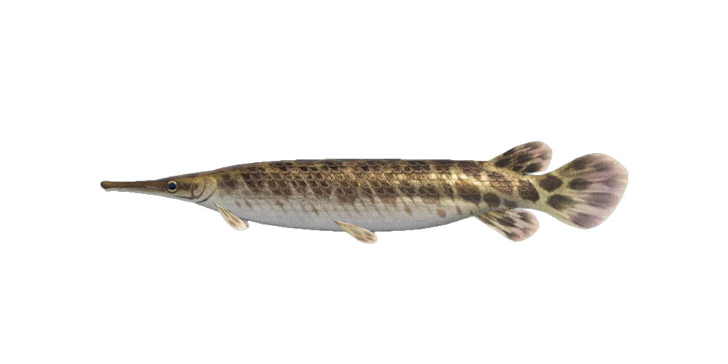 Pez caimán - Animal Crossing Enciclopedia