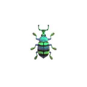 Gorgojo azul - Animal Crossing Enciclopedia