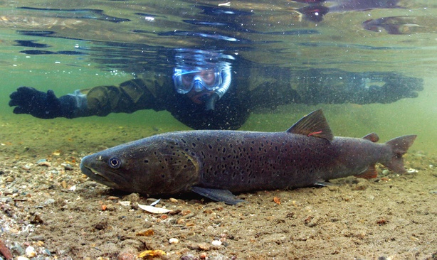 Taimén - Animal Crossing Enciclopedia