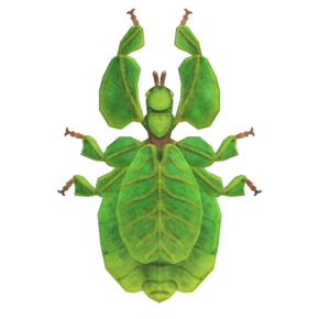Insecto hoja - Animal Crossing Enciclopedia