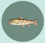 Trucha - Animal Crossing Enciclopedia