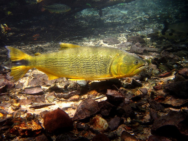 Dorado - Animal Crossing Enciclopedia