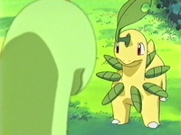 Meganium de Casey - WikiDex, la enciclopedia Pokémon