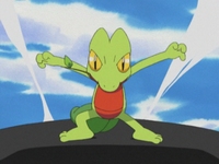Archivo:EP319 Treecko (3).jpg - WikiDex, la enciclopedia Pokémon