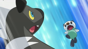 Archivo:EP691 Blitzle vs. Oshawott.png - WikiDex, la enciclopedia Pokémon