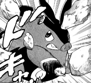 Boar/Buoh - WikiDex, la enciclopedia Pokémon