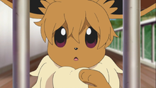Eevee - WikiDex, la enciclopedia Pokémon