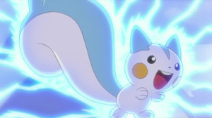 Pachirisu de Dawn/Pachirisu de Maya - WikiDex, la enciclopedia Pokémon