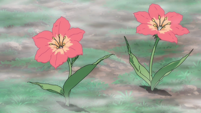 Gracídea - WikiDex, la enciclopedia Pokémon