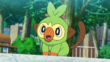 Grookey - WikiDex, la enciclopedia Pokémon