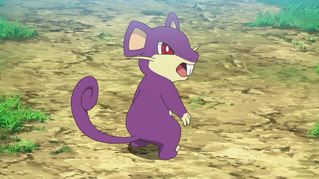 Archivo:EP1231 Rattata.png - WikiDex, la enciclopedia Pokémon