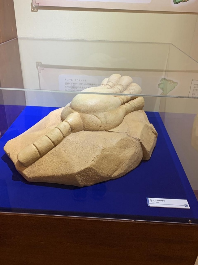 Archivo:Fósil raíz Museo de Fósiles Pokémon.jpg - WikiDex, la ...