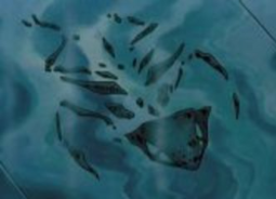 Altomare - WikiDex, la enciclopedia Pokémon