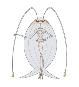 Categoría:Pheromosa - WikiDex, la enciclopedia Pokémon