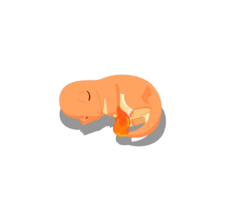 Charmander (Sleep) - WikiDex, la enciclopedia Pokémon