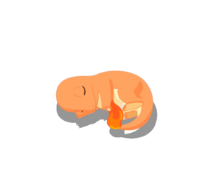 Charmander (Sleep) - WikiDex, la enciclopedia Pokémon