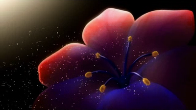 Gracídea - WikiDex, la enciclopedia Pokémon