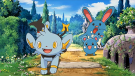 Shinx - WikiDex, la enciclopedia Pokémon