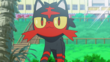Litten - WikiDex, la enciclopedia Pokémon