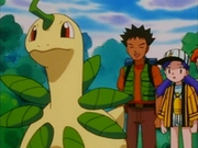 Meganium de Casey - WikiDex, la enciclopedia Pokémon