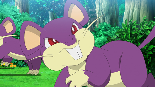 Archivo:EP1209 Rattata.png - WikiDex, la enciclopedia Pokémon